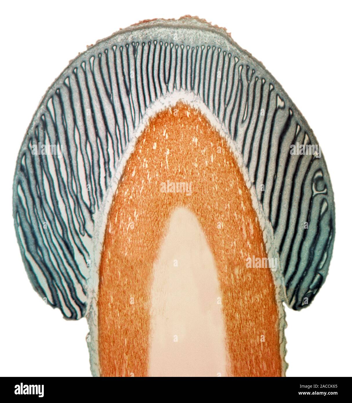 Mushroom. Light micrograph (LM) of a section through a mushroom ...