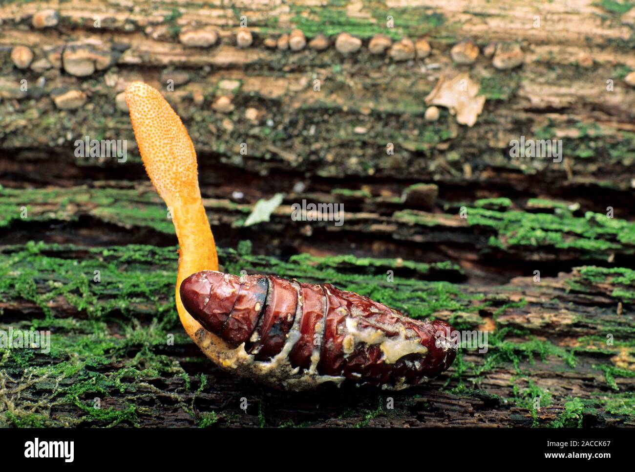 Trooping cordyceps fungus (Cordyceps militaris) growing on a dead moth ...