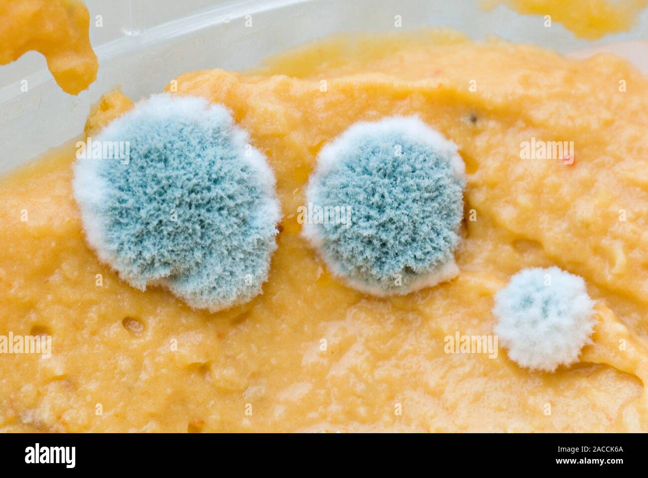 Penicillium mould (Penicillium sp.) on chickpea hummus refrigerated at ...
