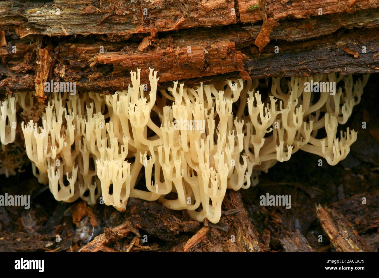 Crown coral fungus (Clavicorona pyxidata) on rotting wood. This fungus ...