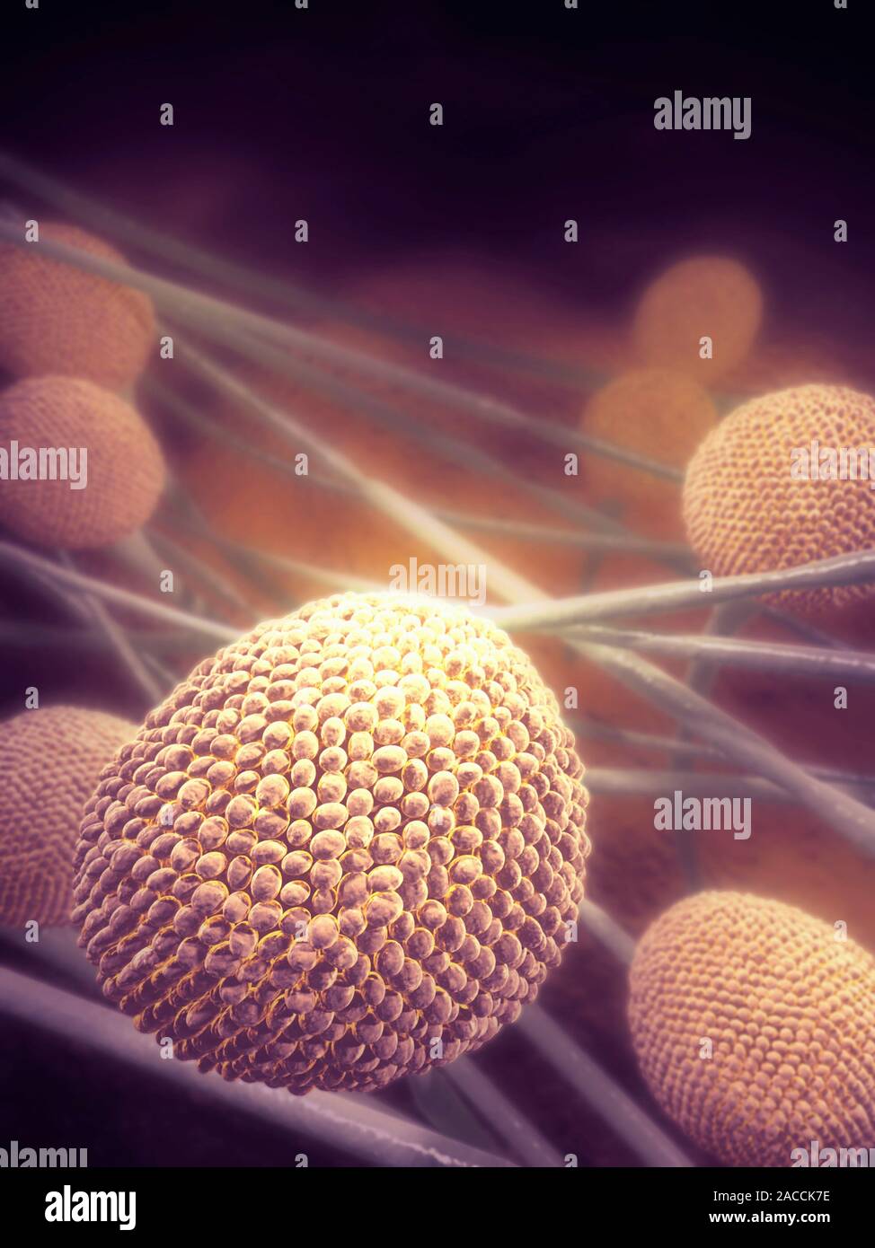 Aspergillus fumigatus fungus in the lung, computer artwork. Aspergillus ...
