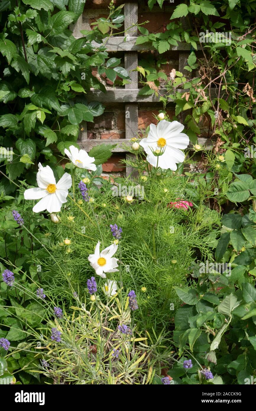 Farnham in Bloom. Surrey town of Farnham holds it's annual flower and ...