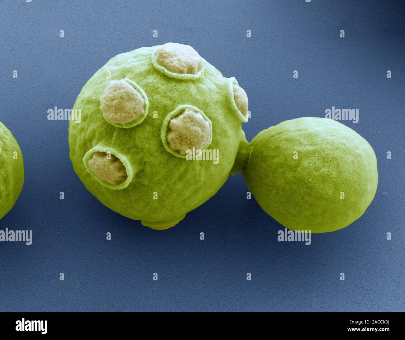Yeast cells. Coloured scanning electron micrograph (SEM) of cells of ...