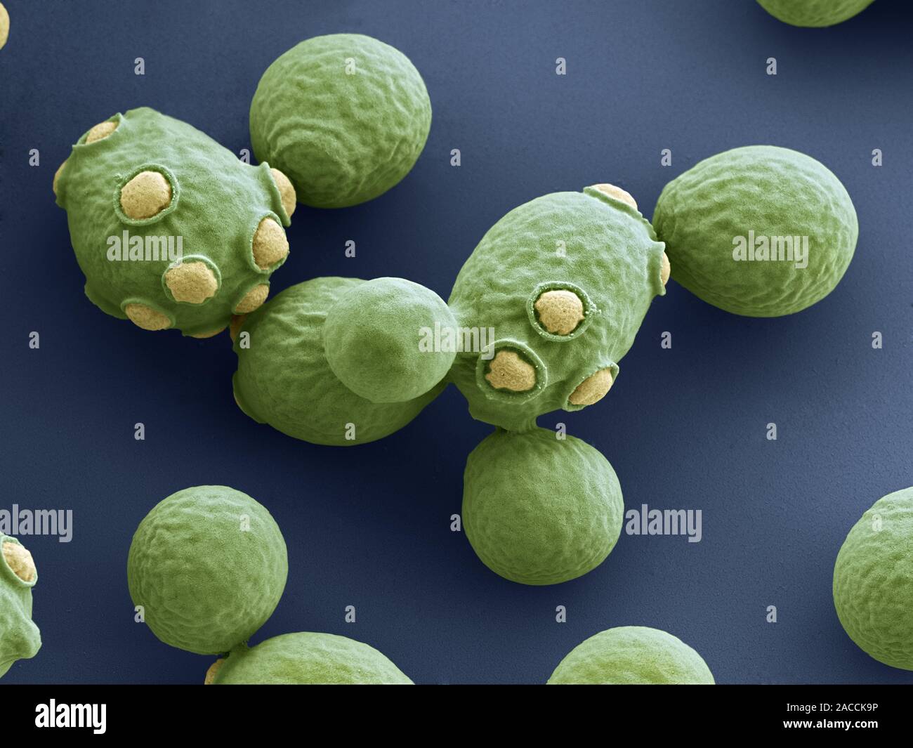 Yeast cells. Coloured scanning electron micrograph (SEM) of cells of ...