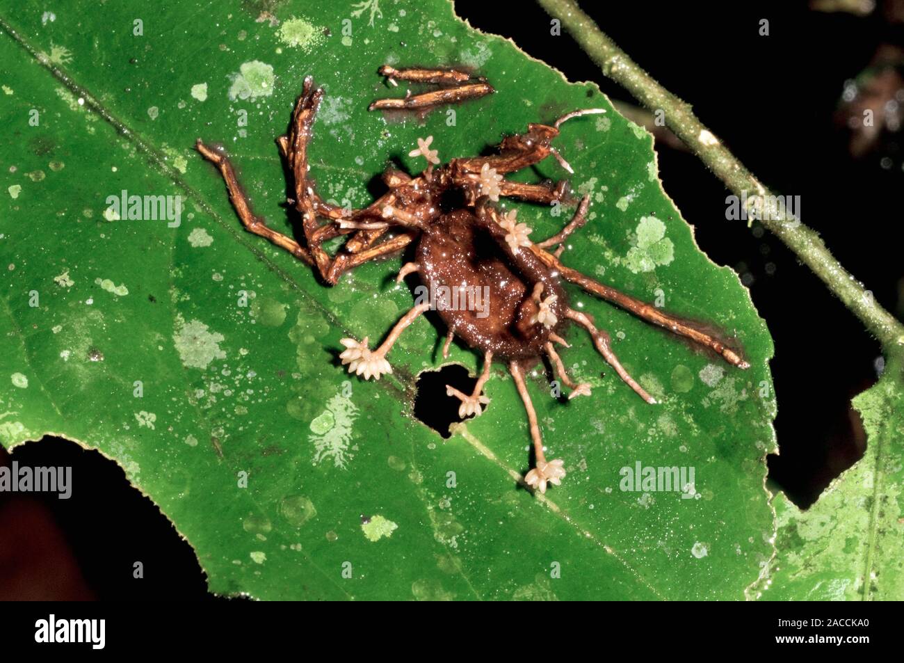 Parasitic fungus growing in the remains of a dead spider. The fruiting ...