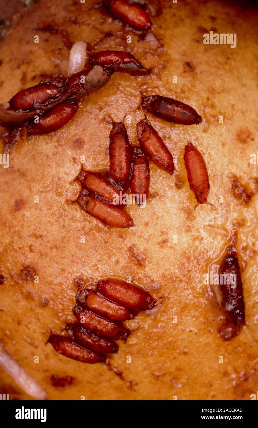The larvae (maggots, white) and pupae (brown) of a fruit fly, Drosophila sp, infesting the skin ...