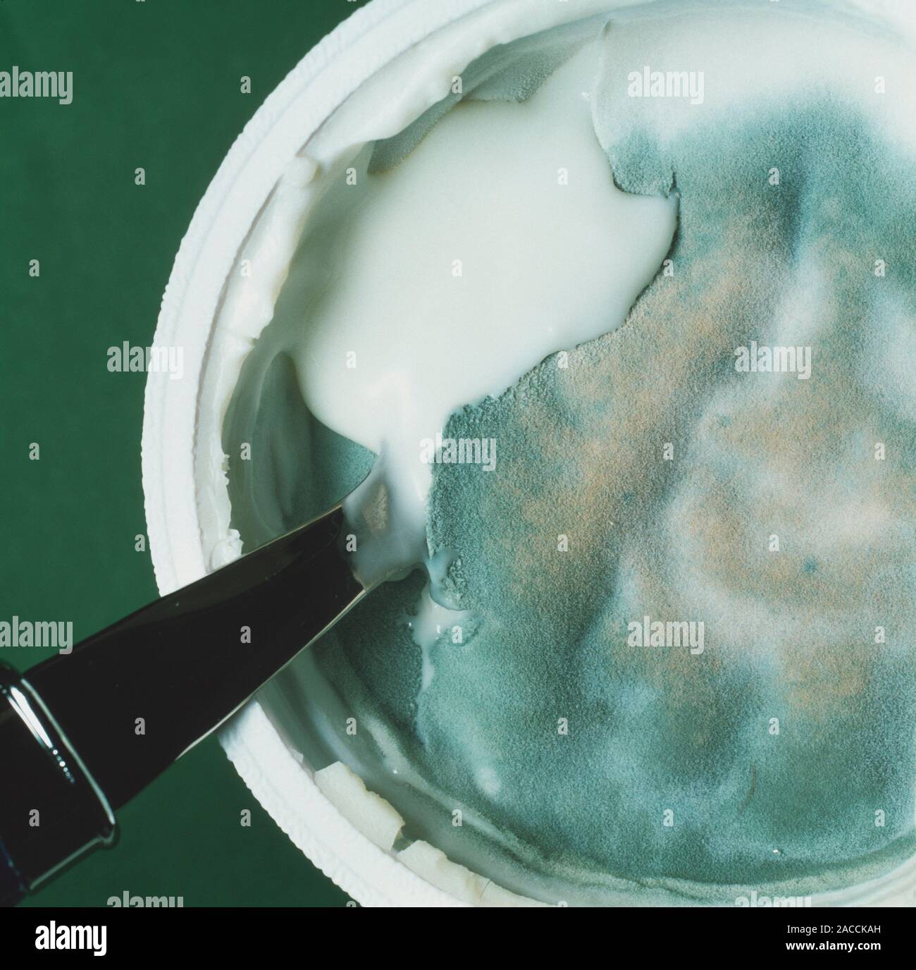 Fungus growing on the surface of a pot of natural yoghurt. The fungus ...