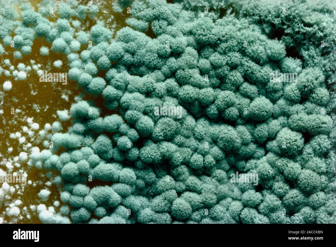 Macrophotograph of a common fungus (mould) growing on the decaying ...