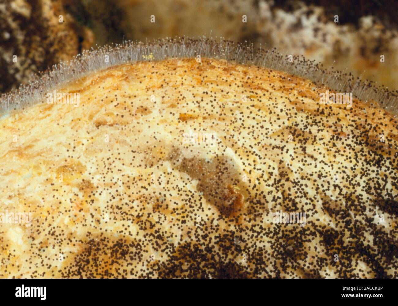 Macrophotograph of a five day old growth of the bread mould (fungus ...
