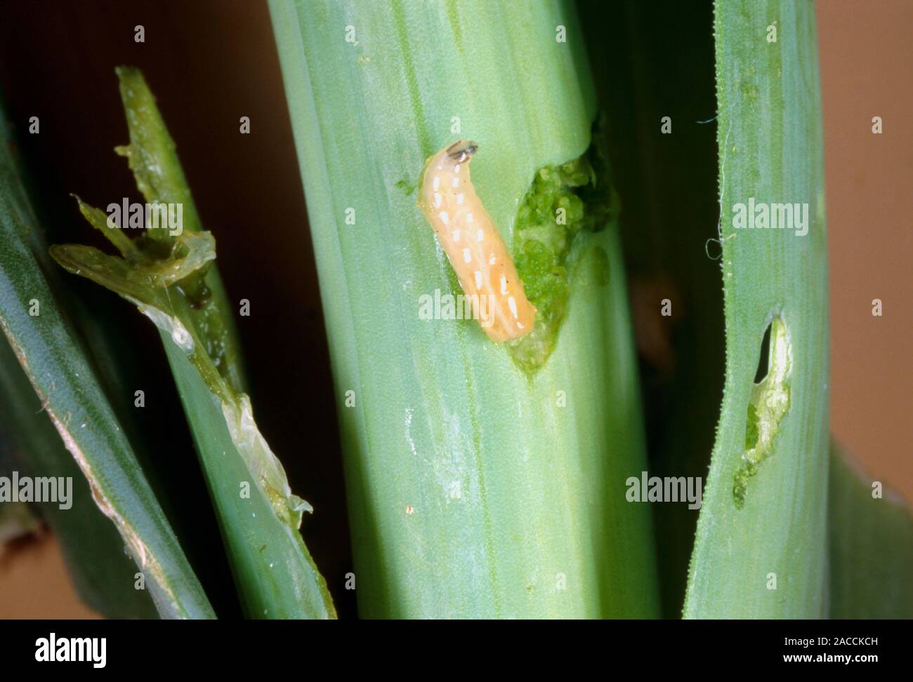 Onion fly larva. Macrophotograph of an onion fly larva (Delia antiqua ...