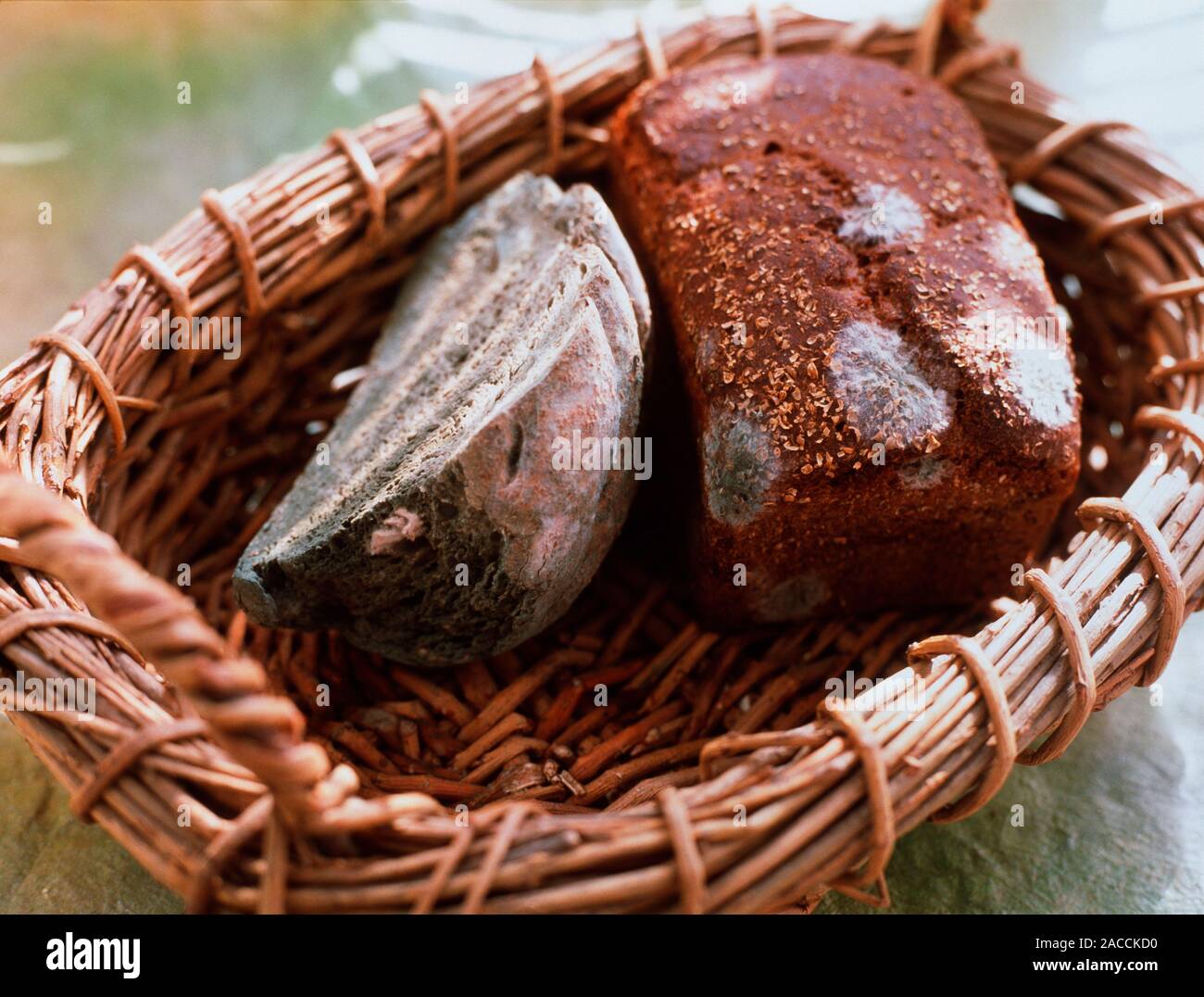 Mouldy bread in a basket. Moulds are seen on food as fuzzy fungal ...