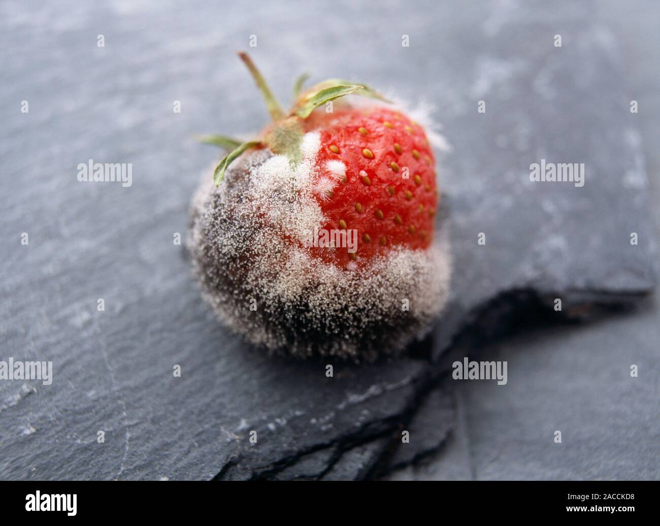 Mouldy strawberry. Fungus growing over the surface of a strawberry ...