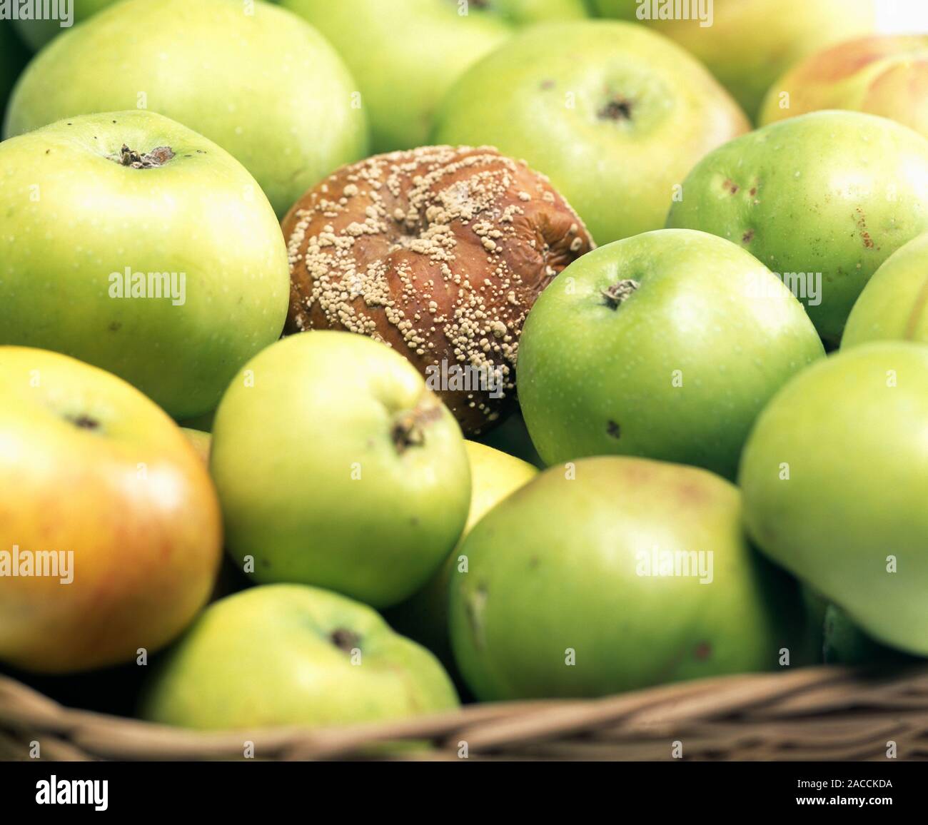 Mouldy apple. Food turns mouldy when contaminated by a fungus ...