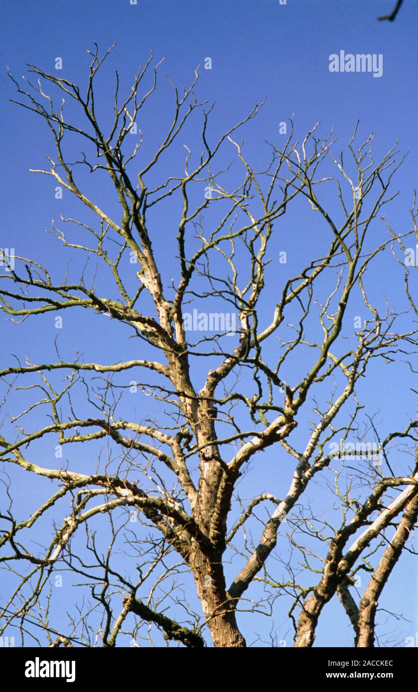 An elm tree killed by Dutch elm disease. The disease is caused by the ...