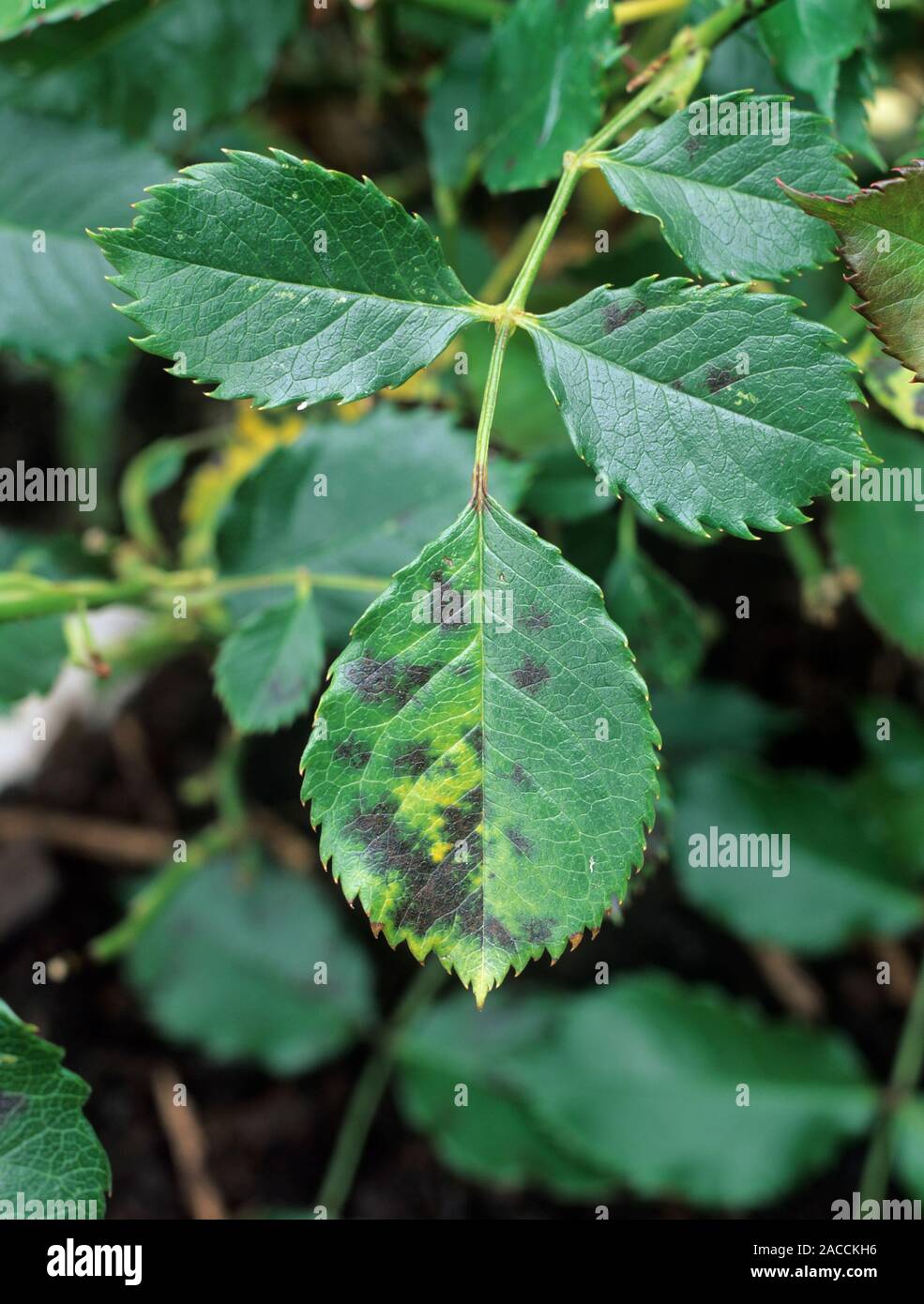 Black spot on rose leaf (Rosa sp.) Black spot is a fungal infection ...