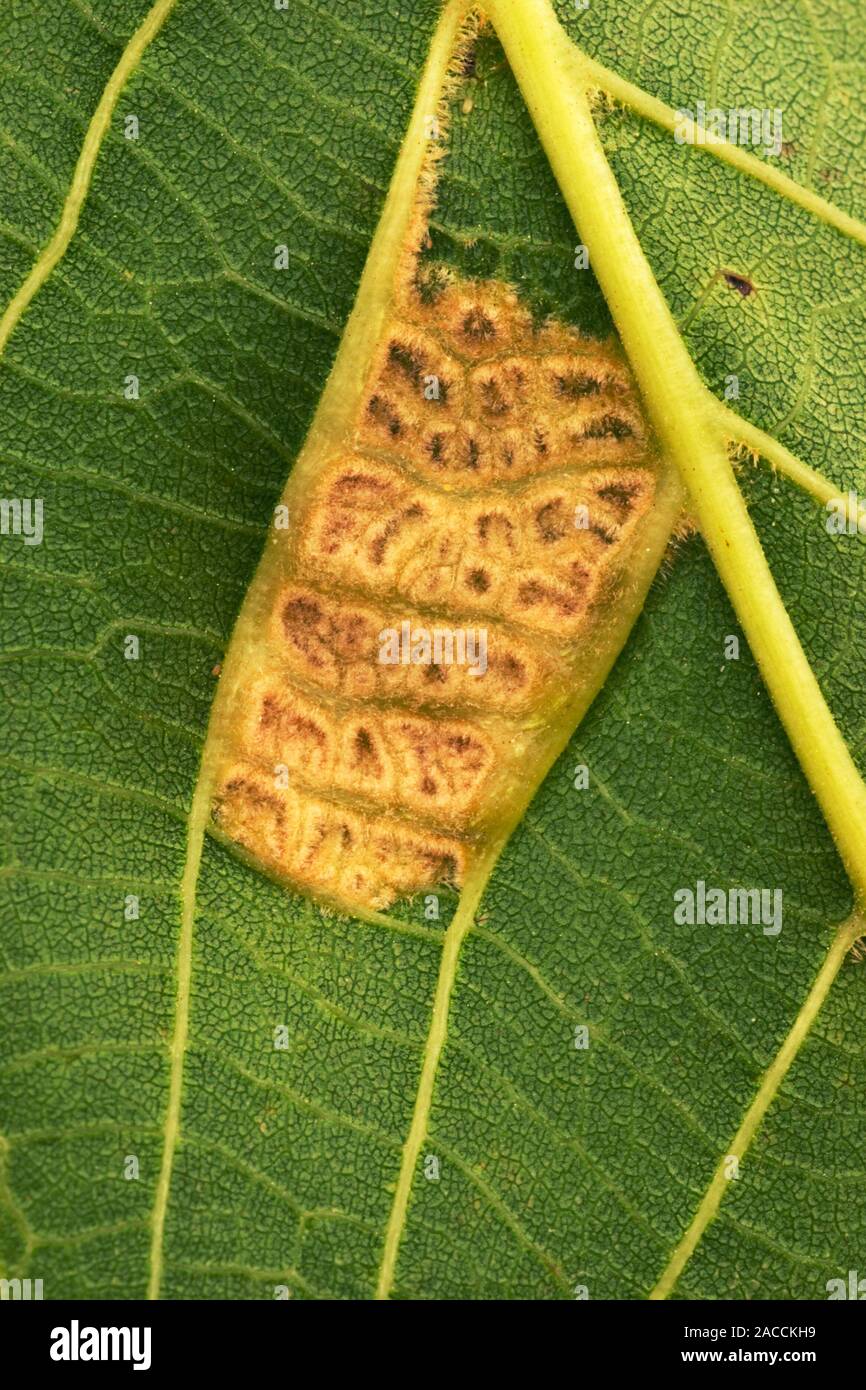 Damaged walnut leaf. Underside of a walnut leaf (Juglans sp.). The ...