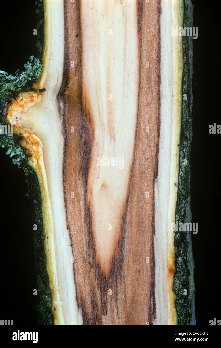 Apple canker (Nectria galligena). Longitudinal section through an apple ...