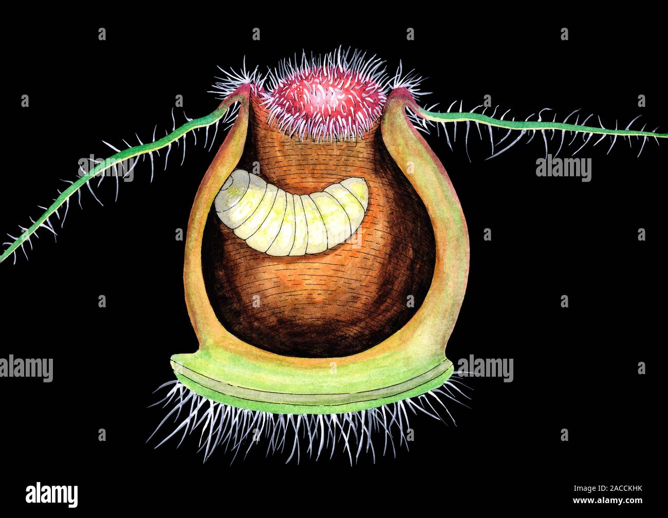 Nettle leaf gall midge larva, artwork. Cross- section through a ...