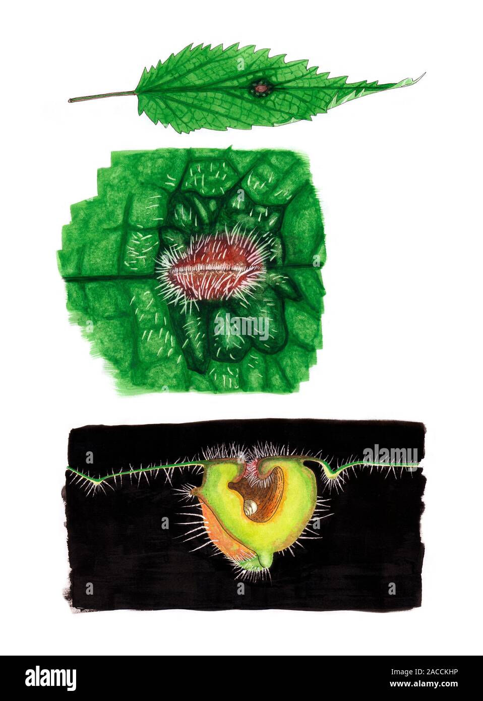 Nettle leaf gall, artwork. Three views of a leaf gall (red) on a ...