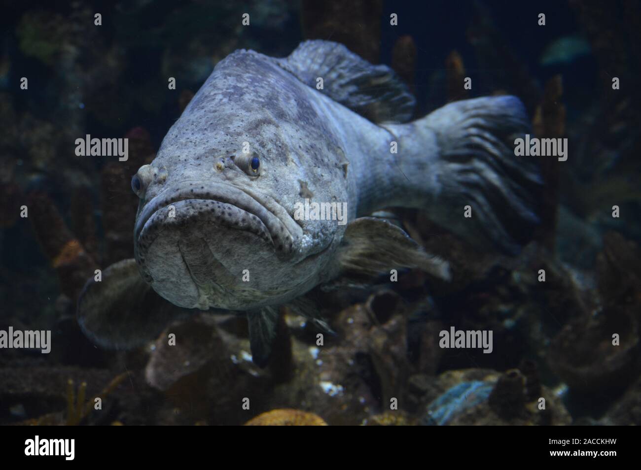 Large gray fish swimming in the tank Stock Photo - Alamy