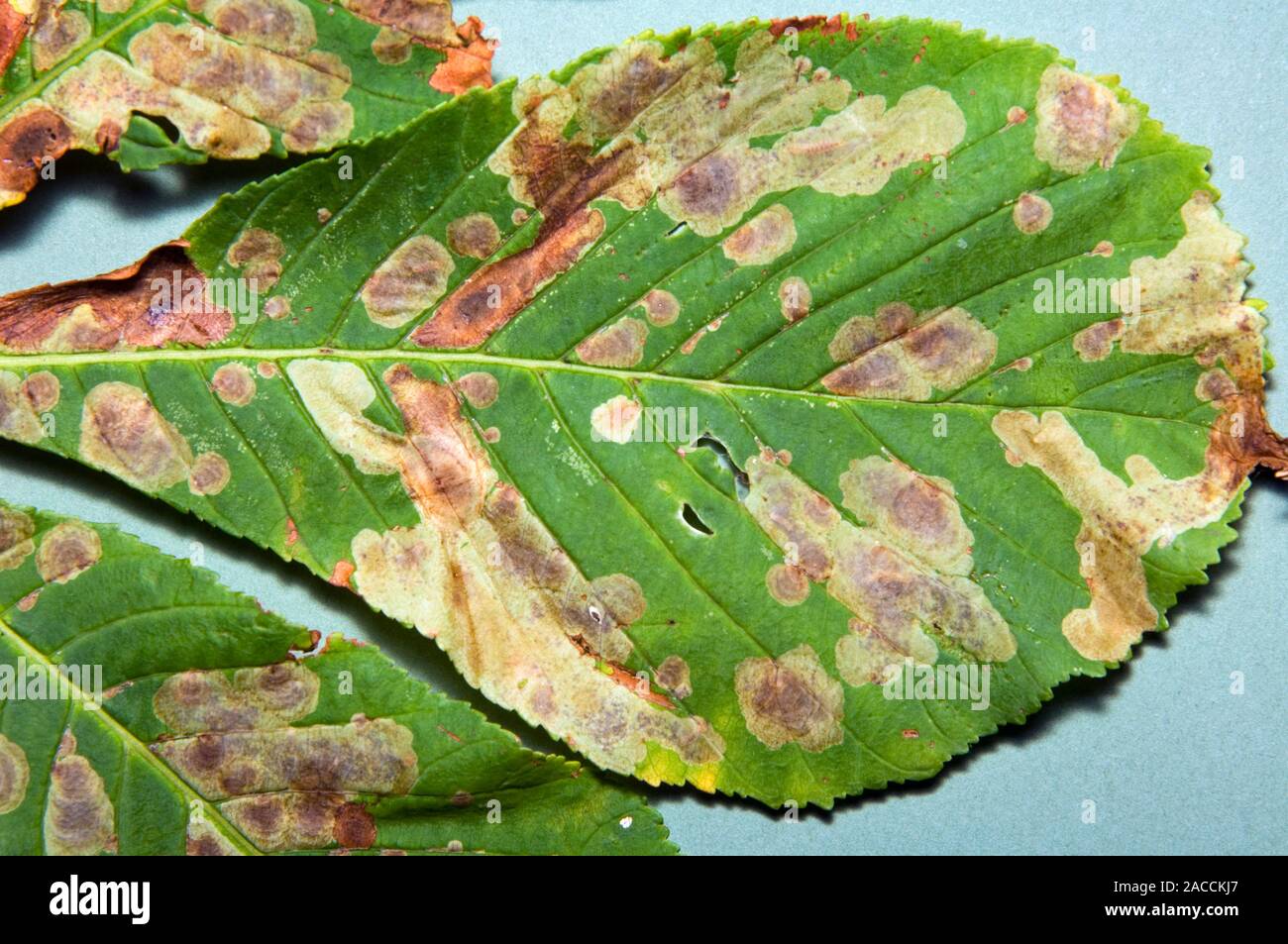Leaf miner moth damage to a horse chestnut leaf (Aesculus hippocastanum ...