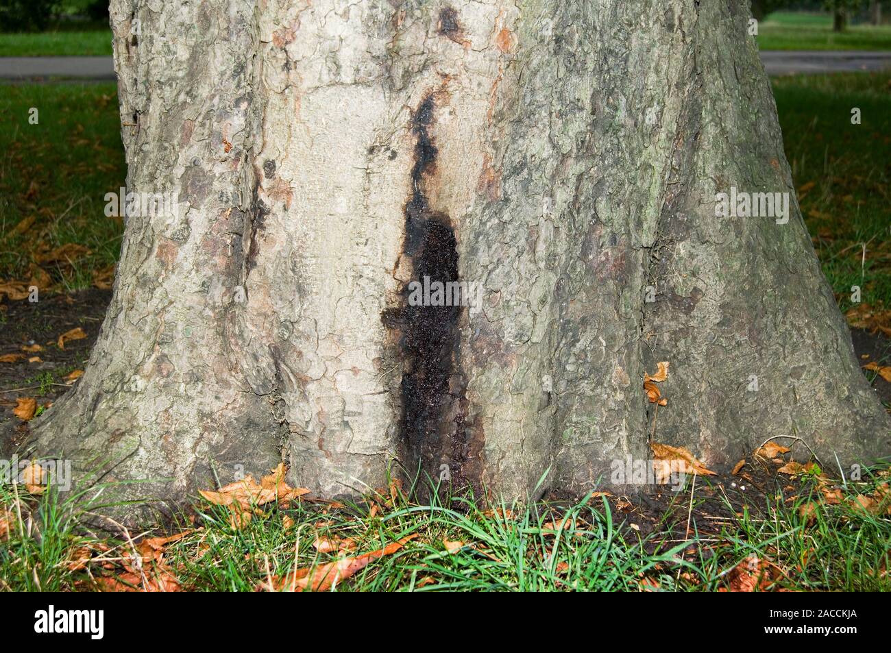 Bleeding canker. Liquid exuding from the trunk of a horse chestnut tree ...