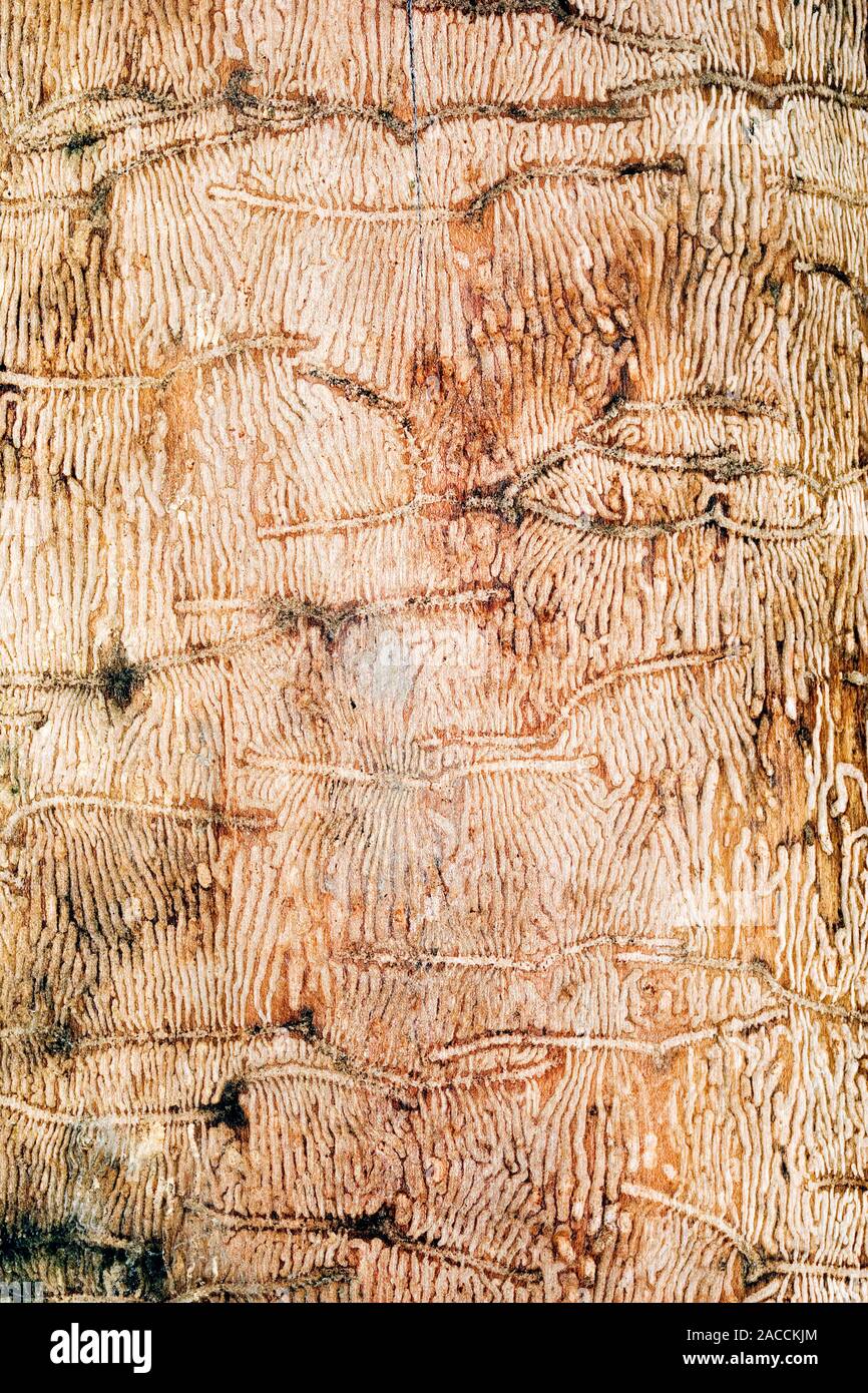 Large elm beetle larval galleries. Large elm beetle (Scolytus scolytus ...