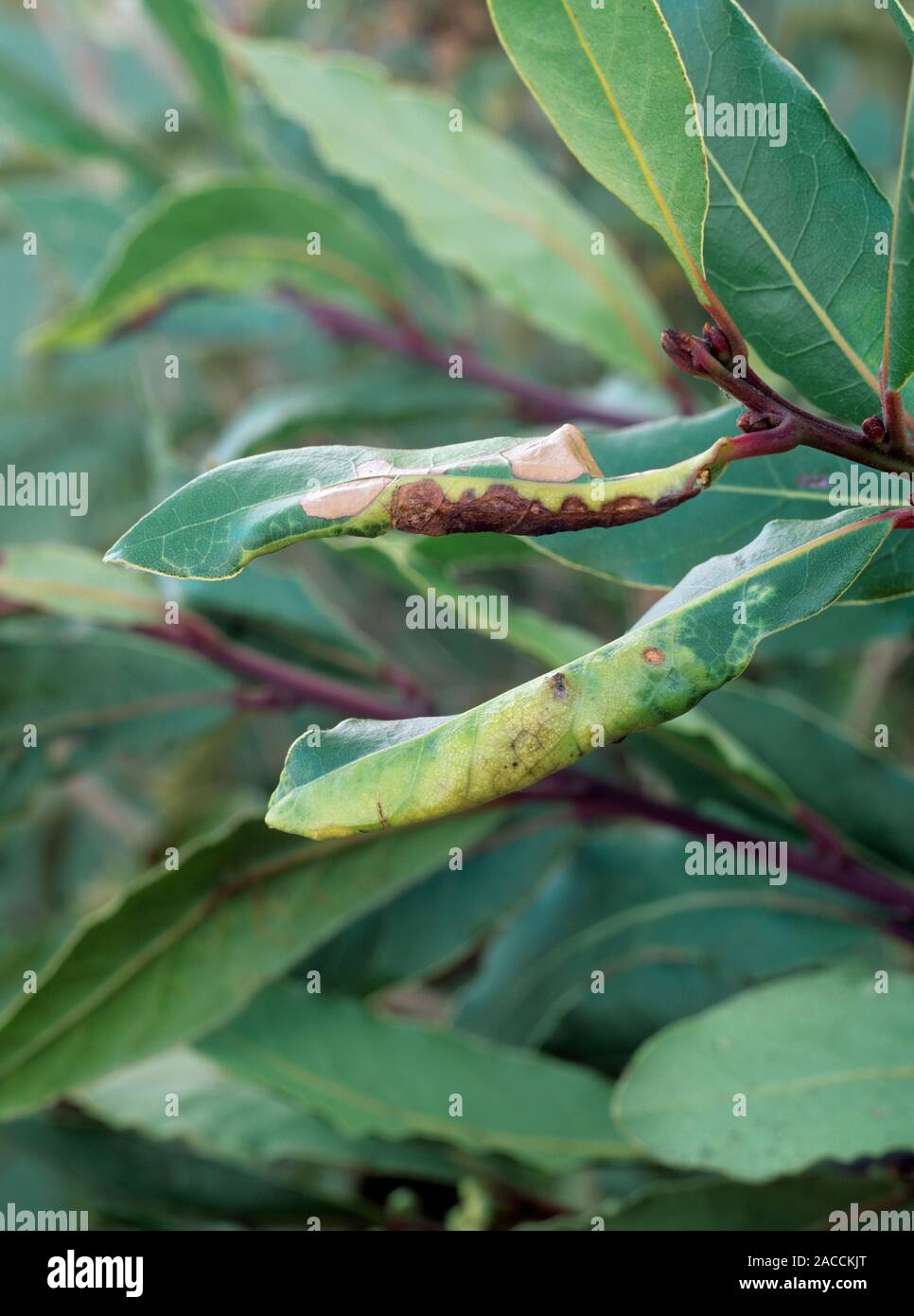 Bay sucker (Trioza alacris). Symptoms on leaves-Laurus sp Stock Photo ...