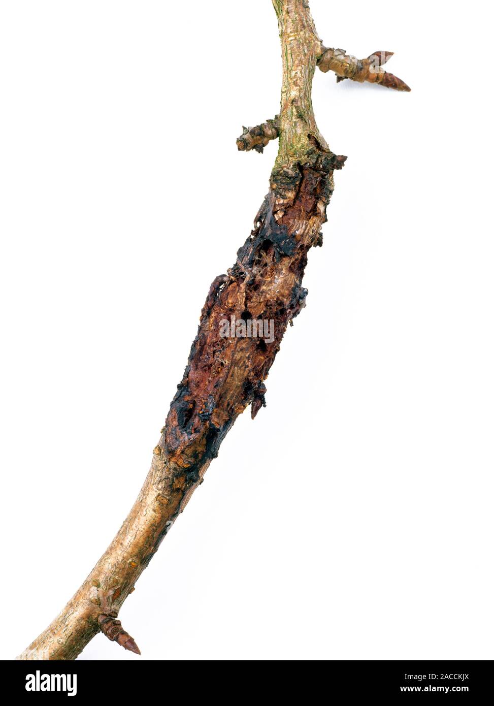 Prunus bacterial canker (Pseudomonas mors-prunorum) on Cherry (Prunus ...