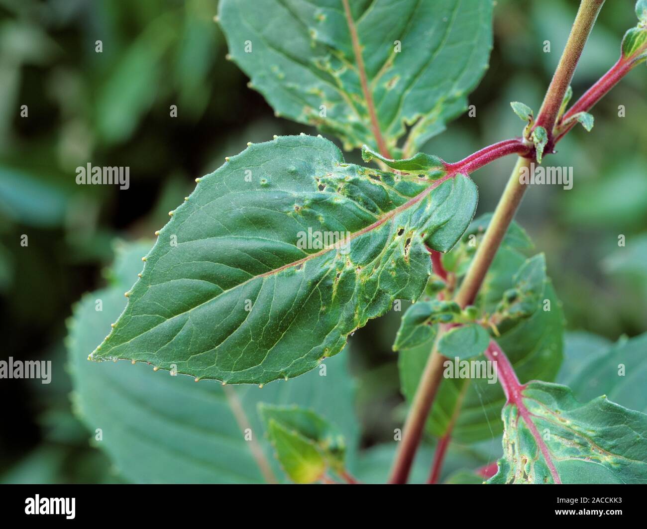 Fuchsia leaves (Fuchsia sp.) damaged by capsid bugs. Capsid bugs feed ...
