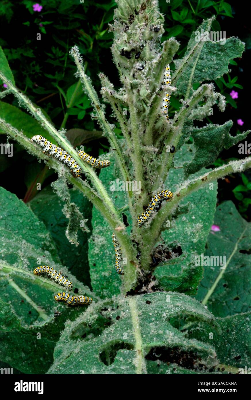 Leaves of a mullein plant (Verbascum sp.) being eaten by black and ...