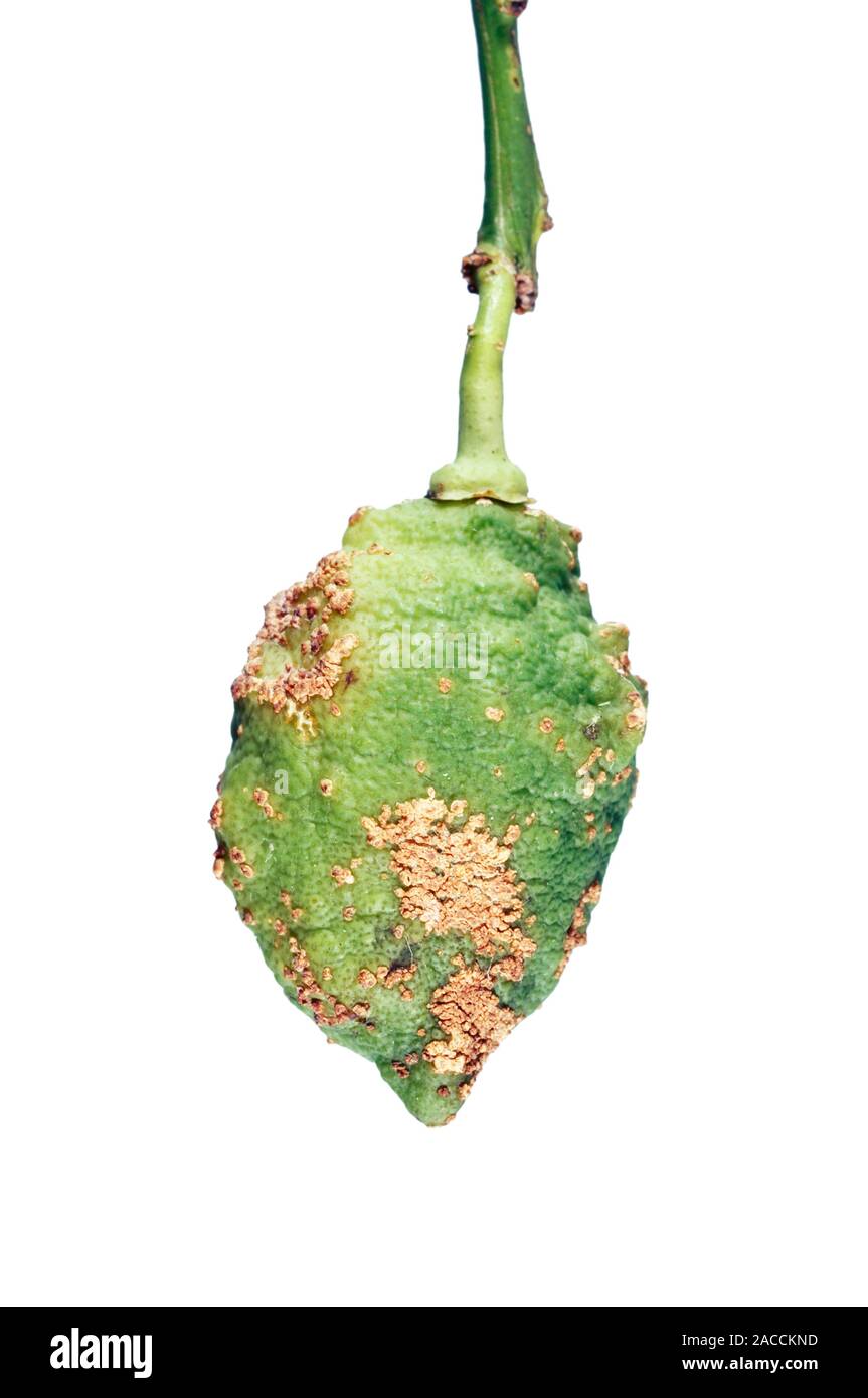 Citrus plant (Citrus sp.) infection. Scabs on a citrus fruit caused by ...