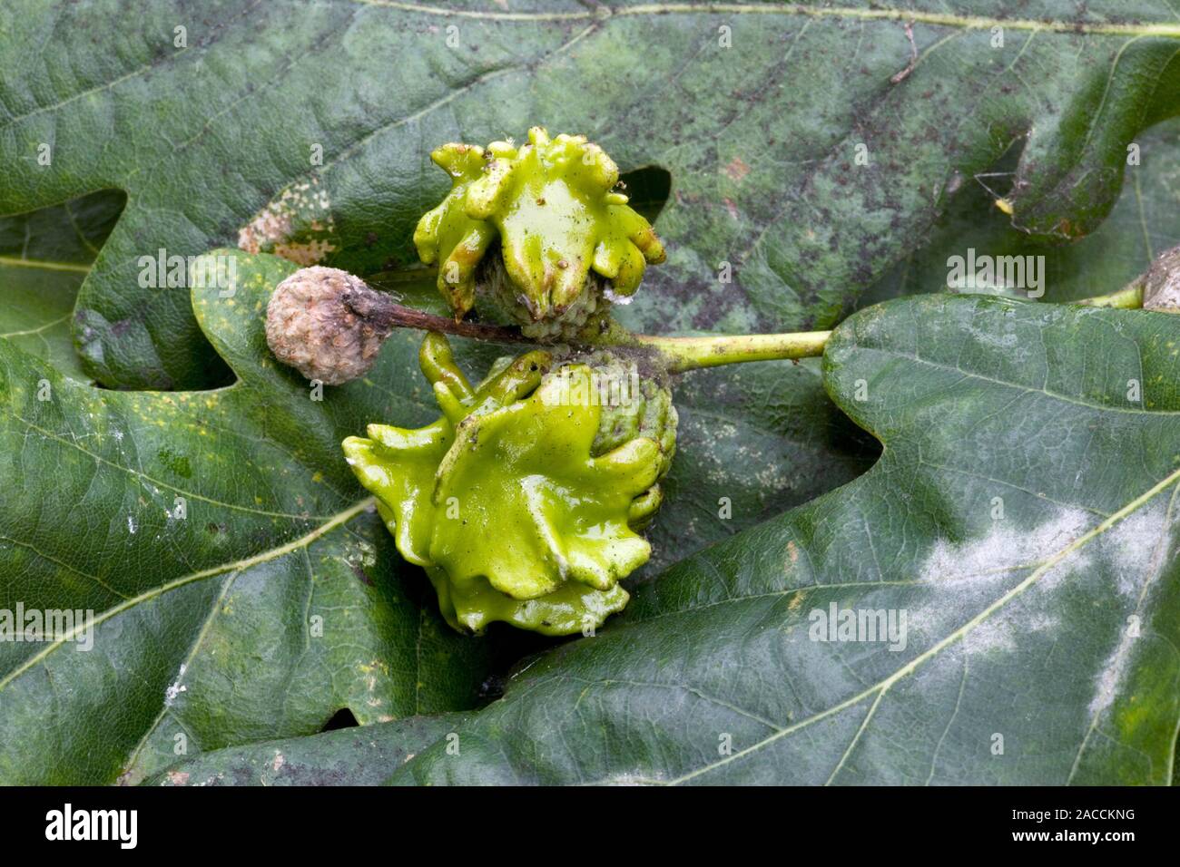 Knopper galls on acorns of an English oak (Quercus robur). These ...