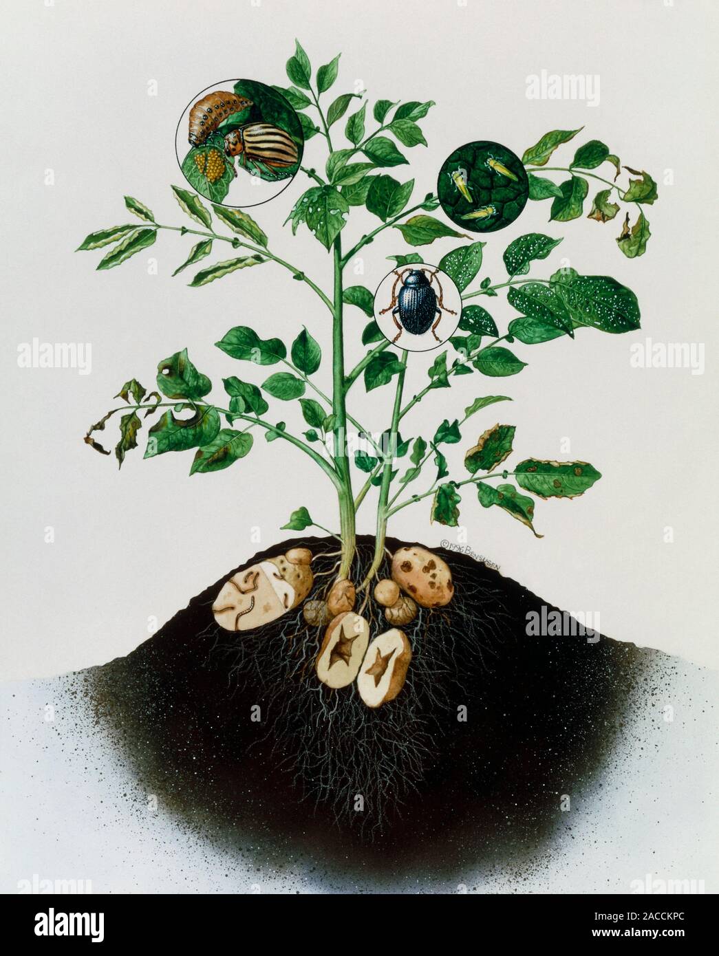 Potato diseases & insect pests. Artwork of common pests and diseases of ...