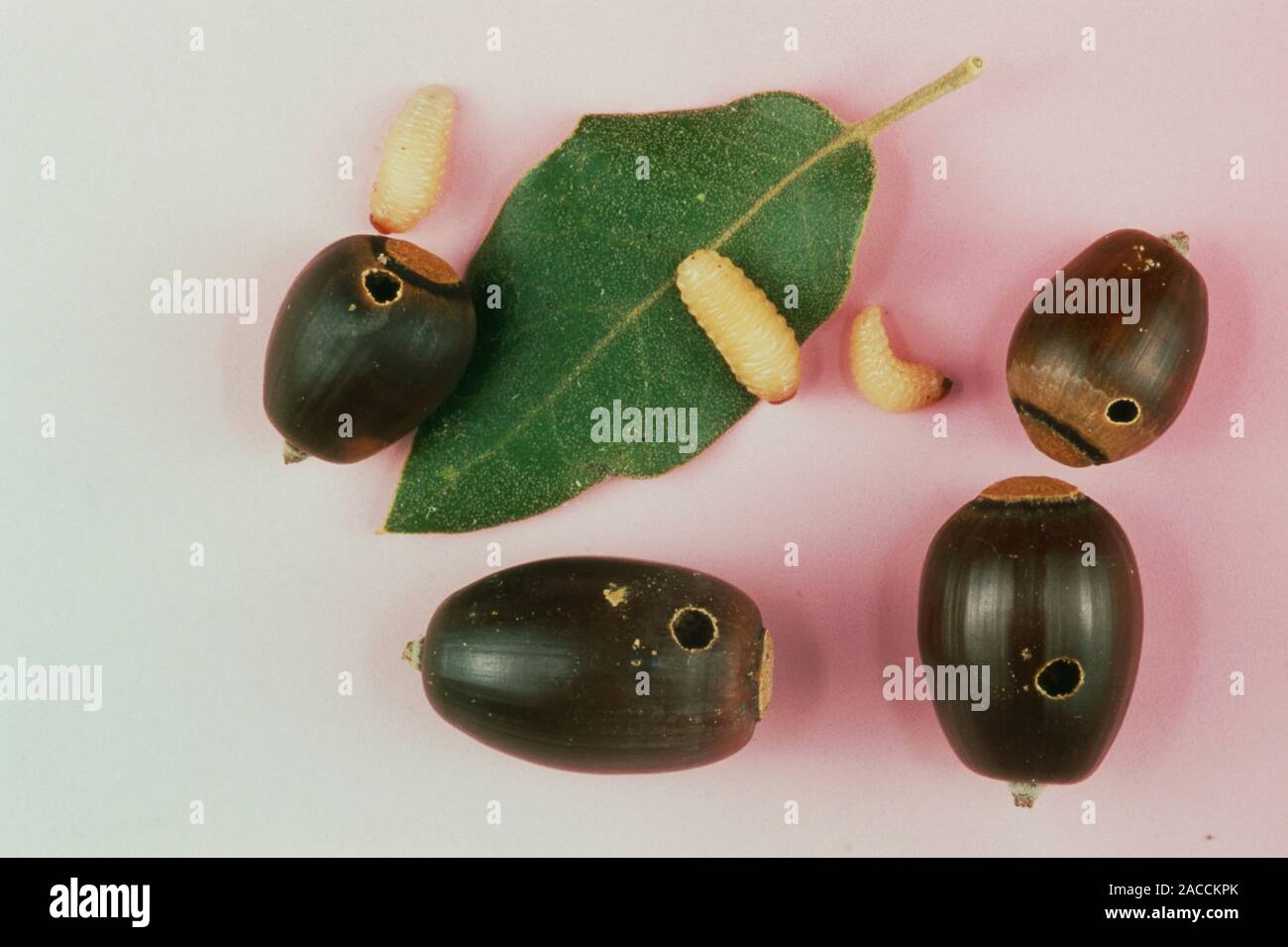 Weevil larvae and acorns. Weevil larvae (Curculio sp.) beside the ...