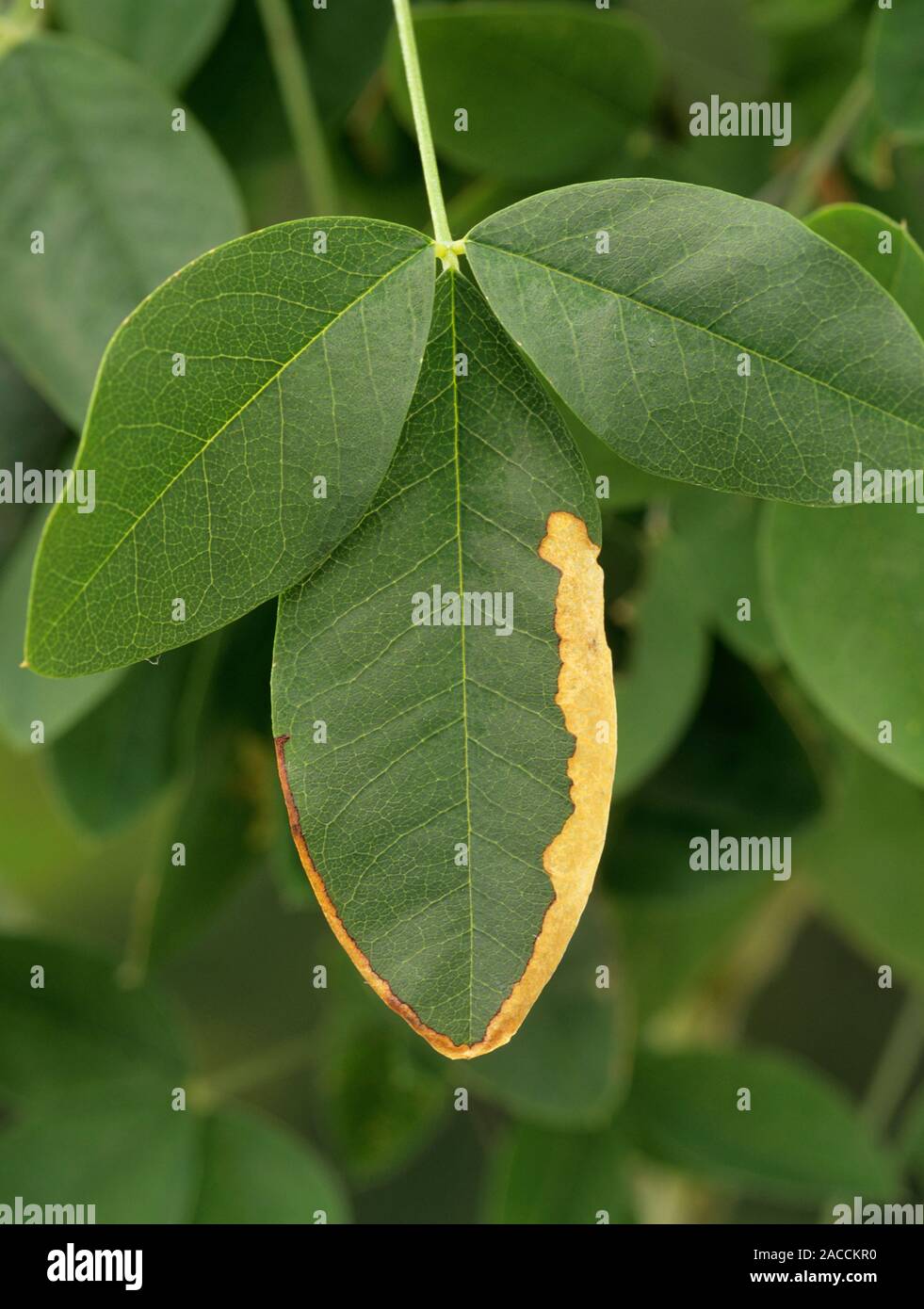 Insect damage to a leaf of a laburnum plant (Laburnum sp.). The brown ...