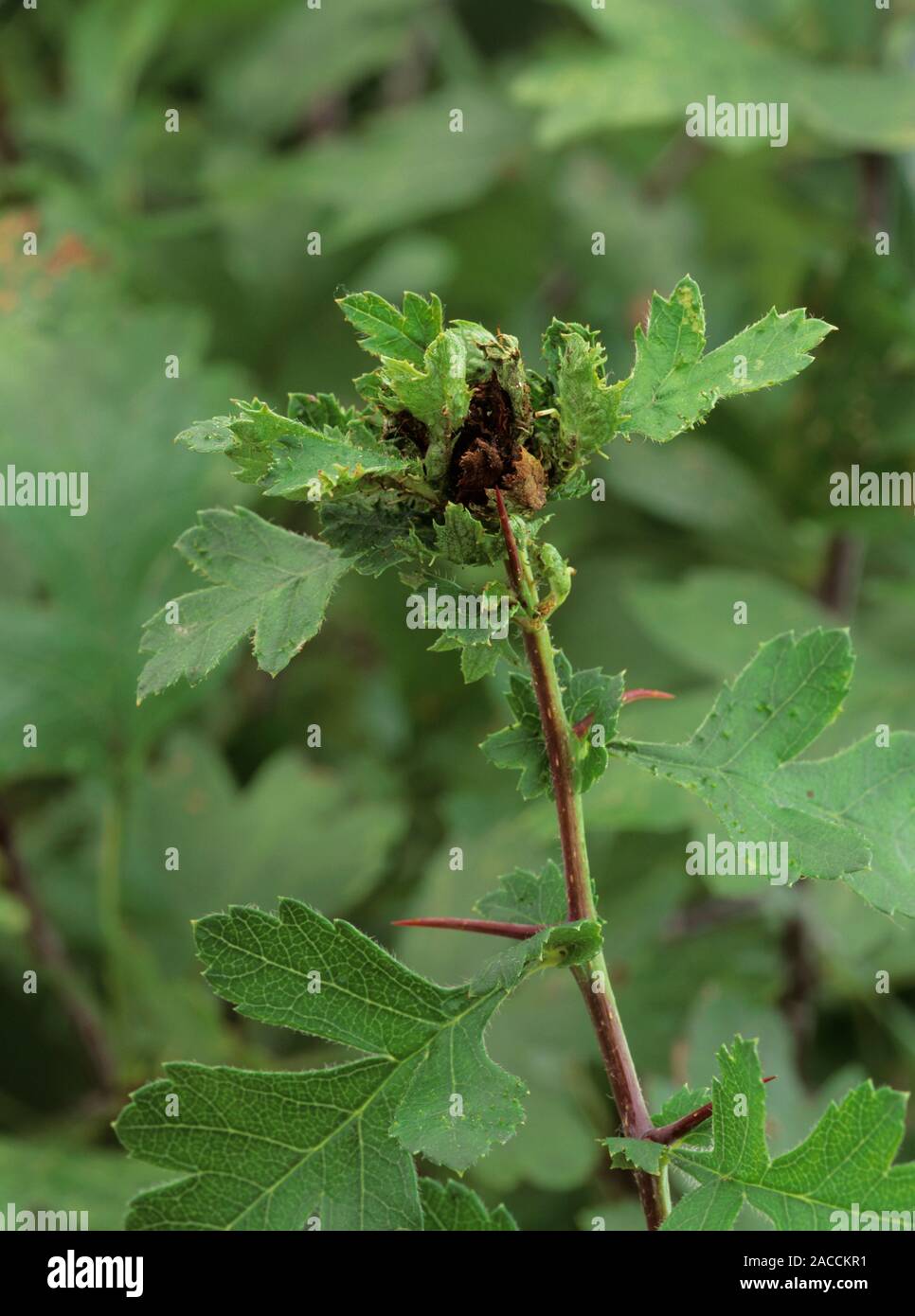 Insect gall on a hawthorn plant (Crataegus sp.). The gall (brown) was ...