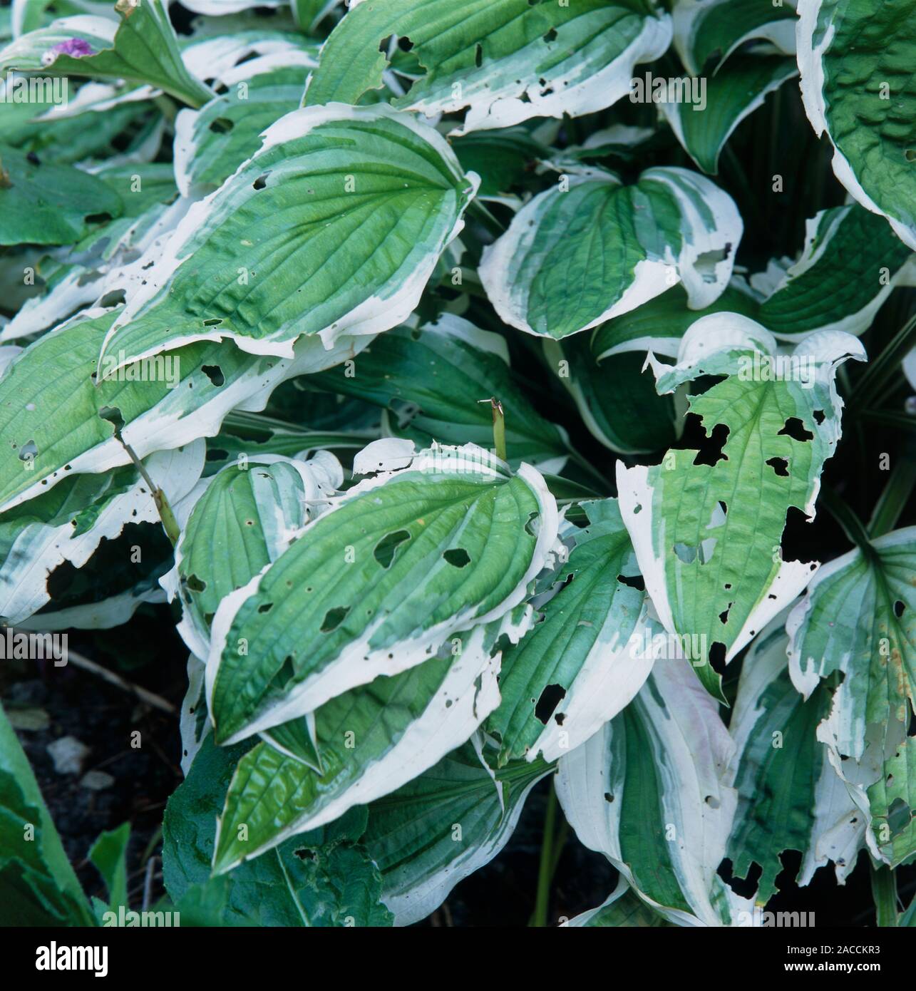 Slug-damaged leaves on a hosta plant (Hosta sp.). Slugs are gastropod ...