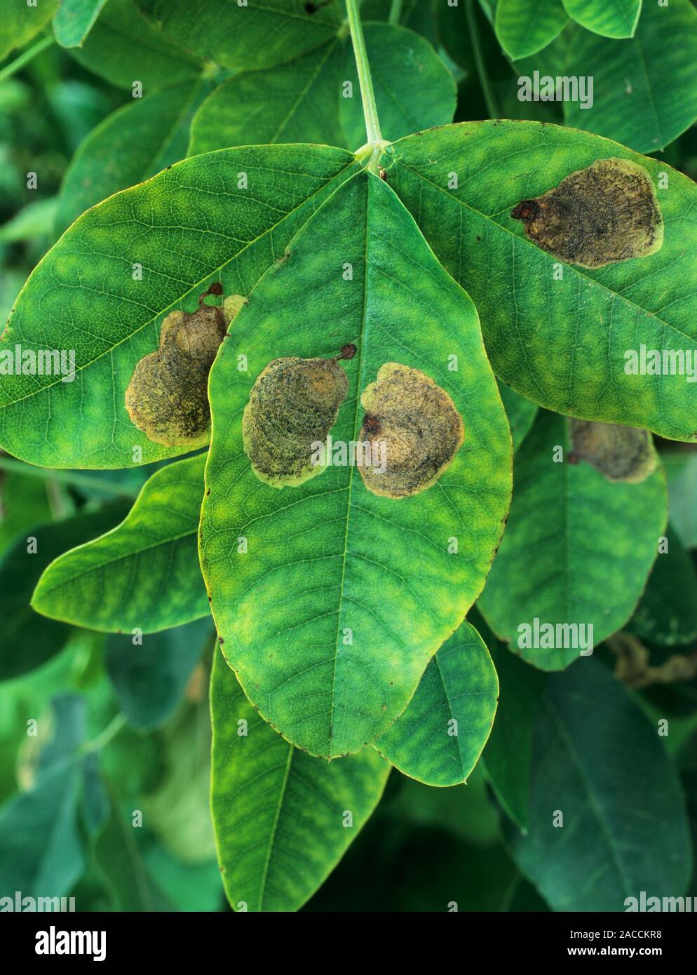 Blotch mines on a laburnum leaf (Laburnum sp.) caused by the larvae of ...