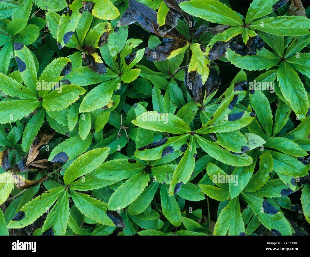 Hellebore leaf spot on the leaves of a Helleborus sp. This is caused by ...