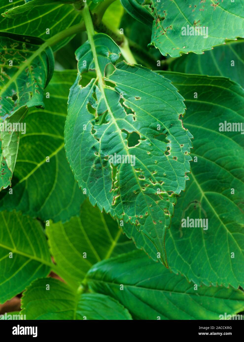 Hydrangea leaf damaged by capsid bugs Stock Photo - Alamy