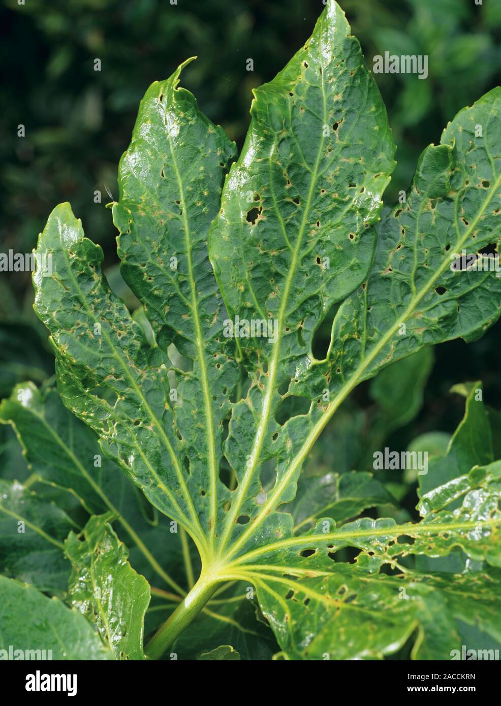 Insect damage. Capsid bug damage to a Japanese aralia leaf (Fatsia ...