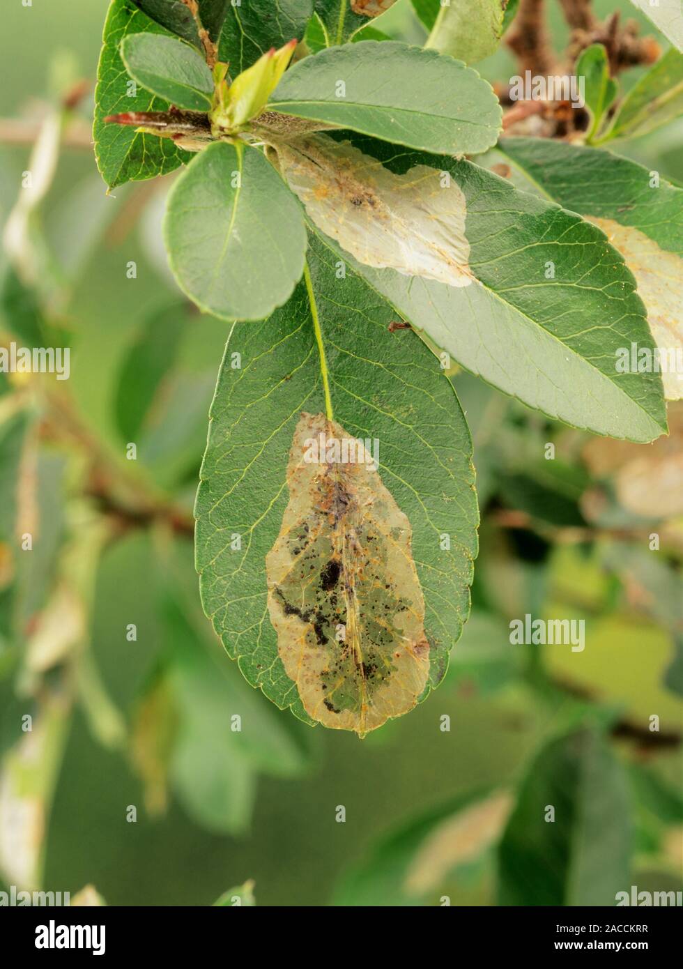 Mined firethorn leaves (Pyracantha sp.) caused by the larvae of the ...