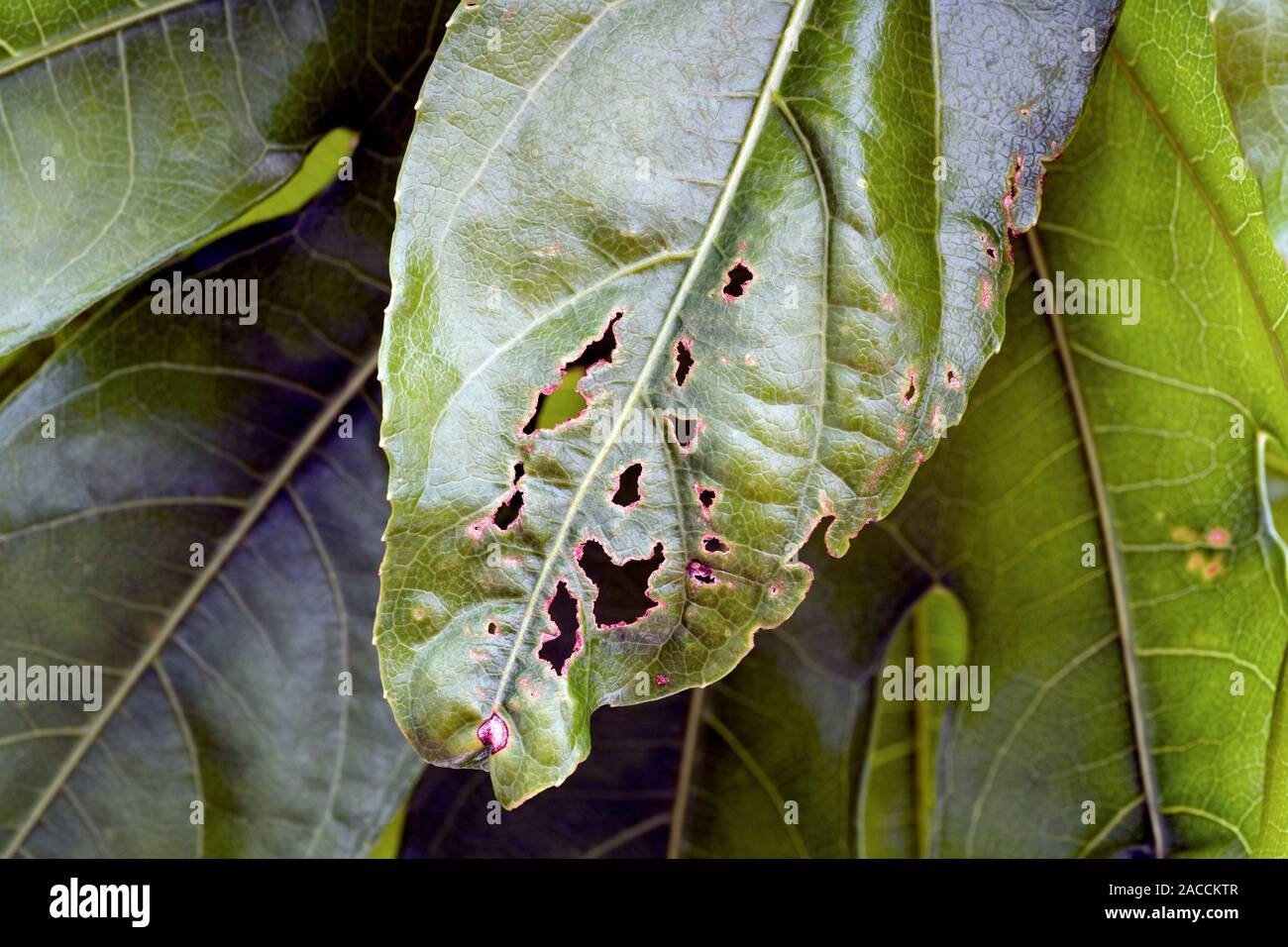 Capsid-damaged Fatsia japonica leaf. The Capsid is a plant eating ...
