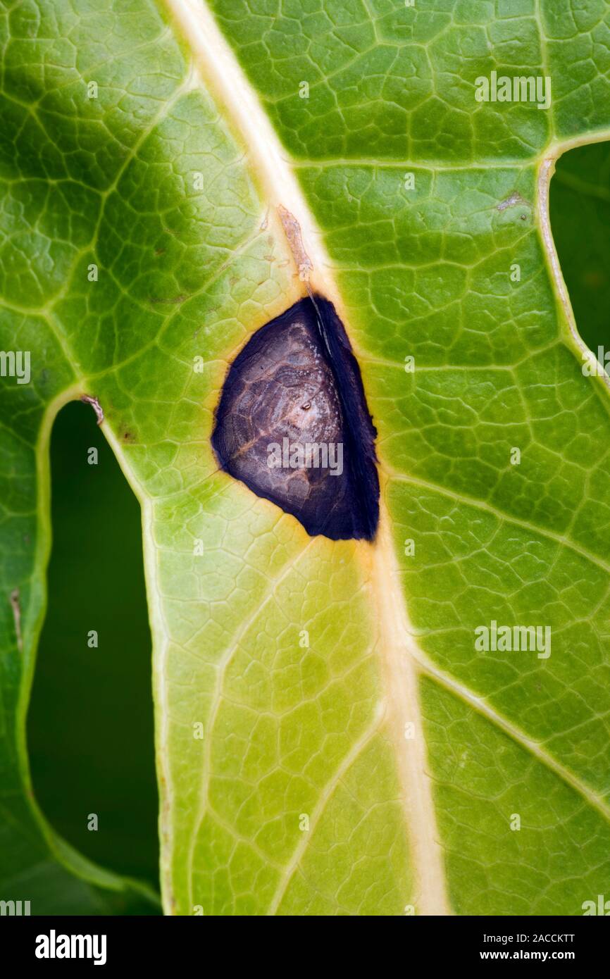 Leaf spot on Fatsia leaf (Fatsia japonica Stock Photo - Alamy