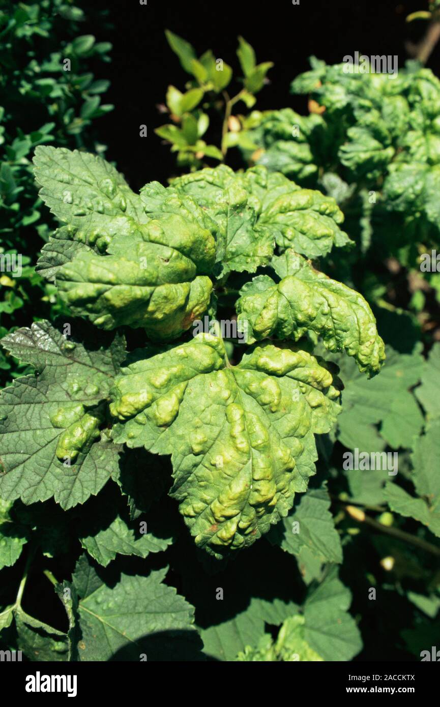 Galls on redcurrant leaves (Ribes rubrum). In this case the cause is a ...