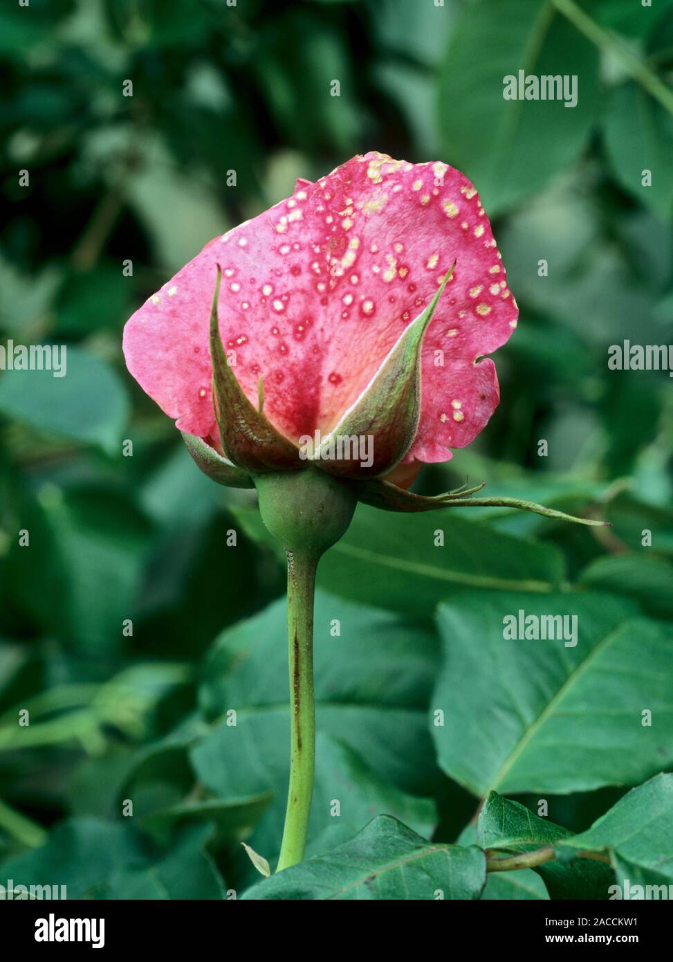 Ghost spotting on a rose flower (Rosa sp.) caused by the fungus ...