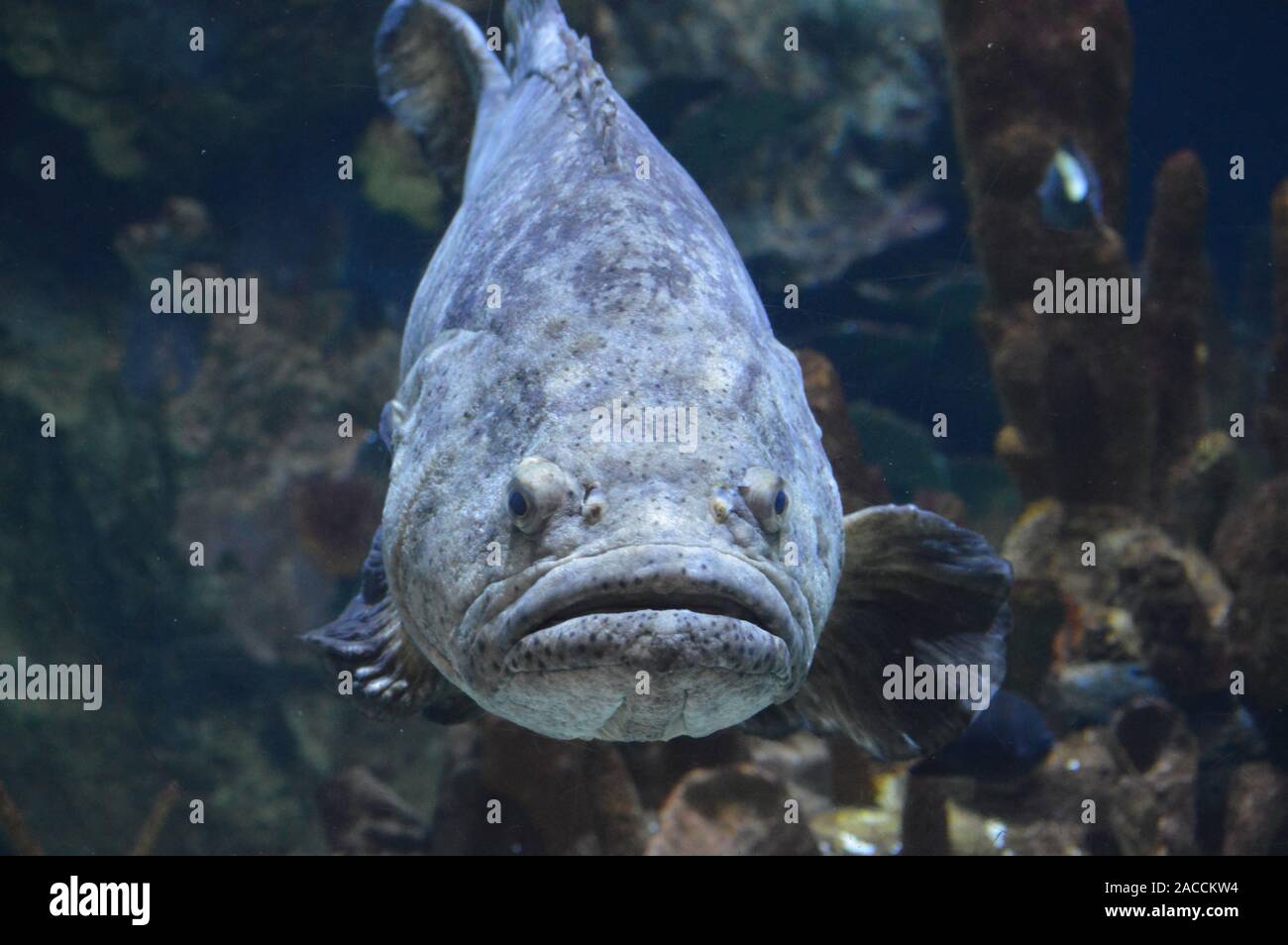 Large gray fish swimming in the tank Stock Photo - Alamy