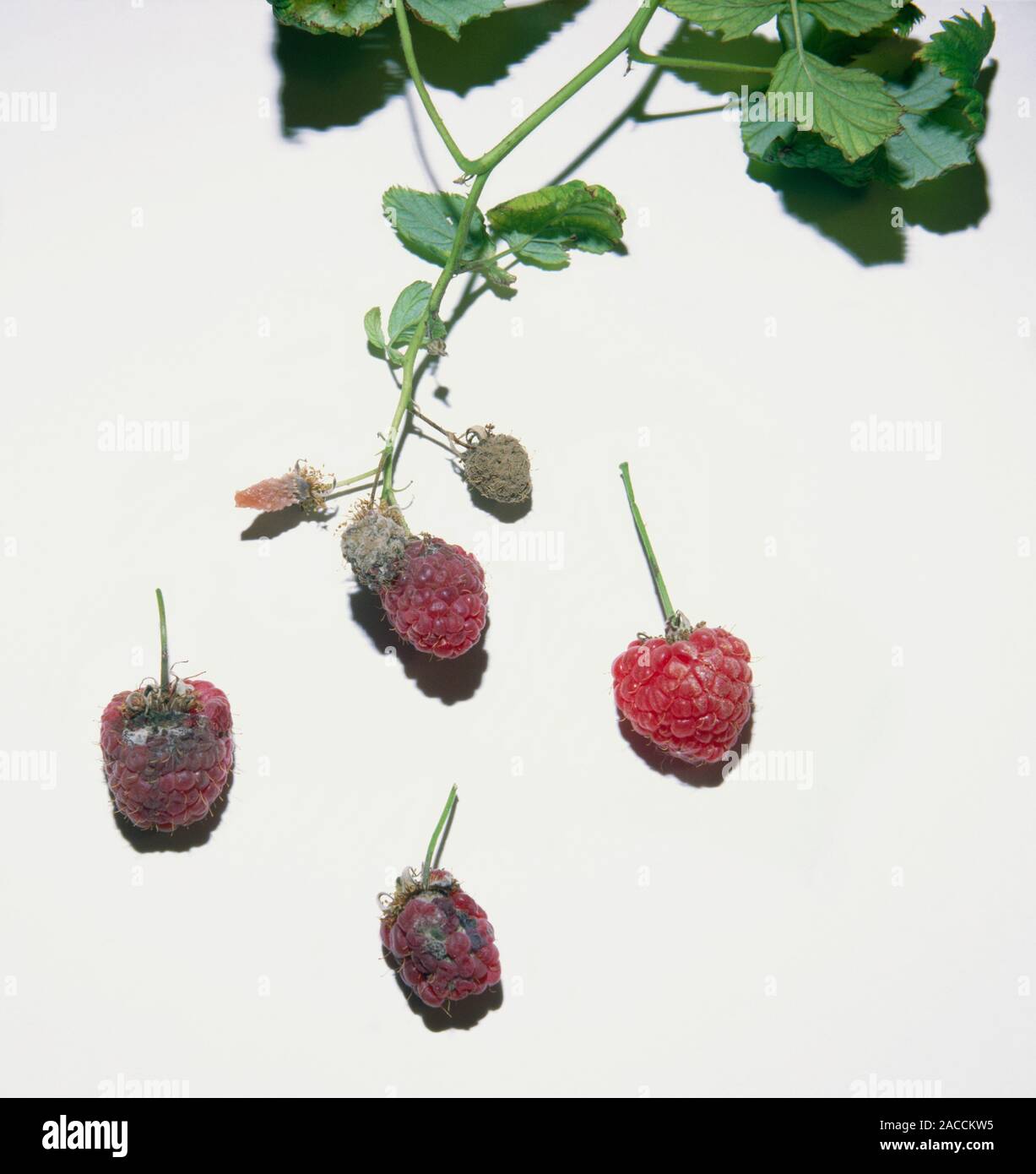 Grey mould (Botrytis cinerea) on raspberries (Rubus idaeus). Grey mould ...