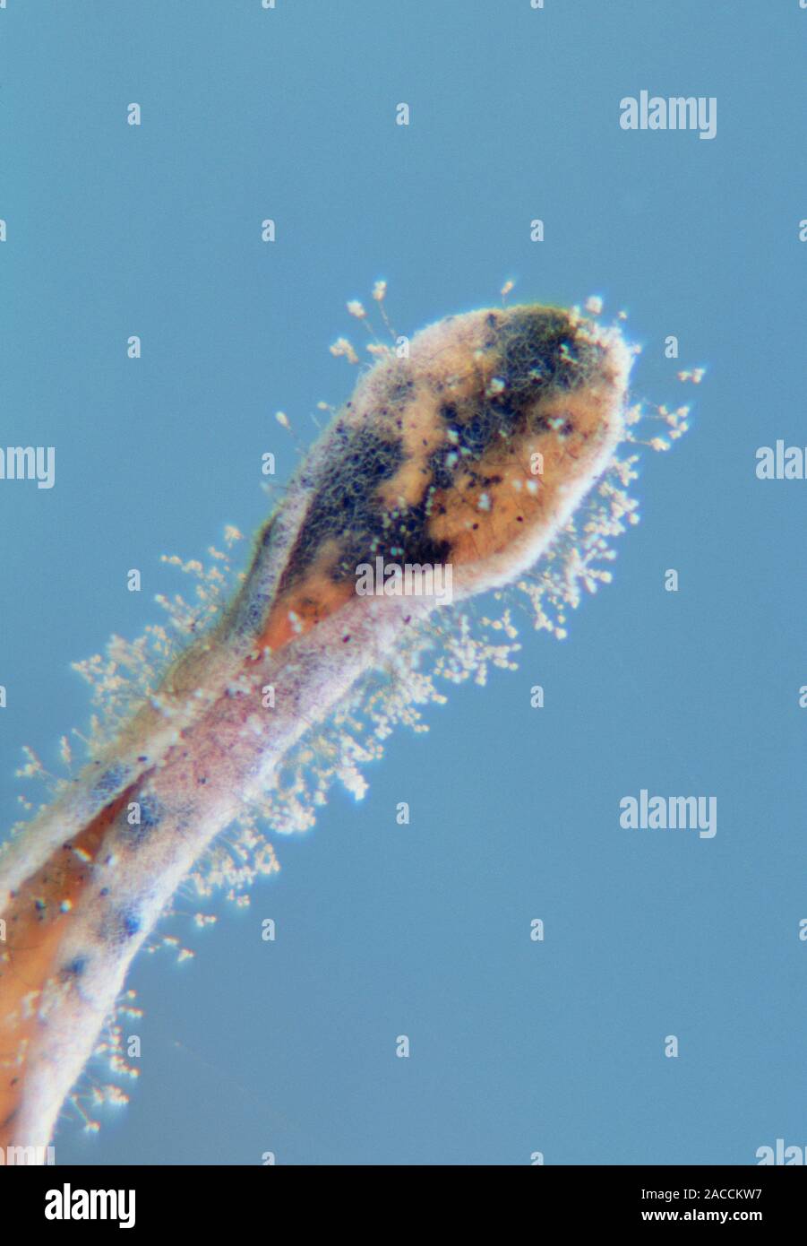 Grey mould fungal spores (Botrytis cinerea). Grey mould is a fungal ...